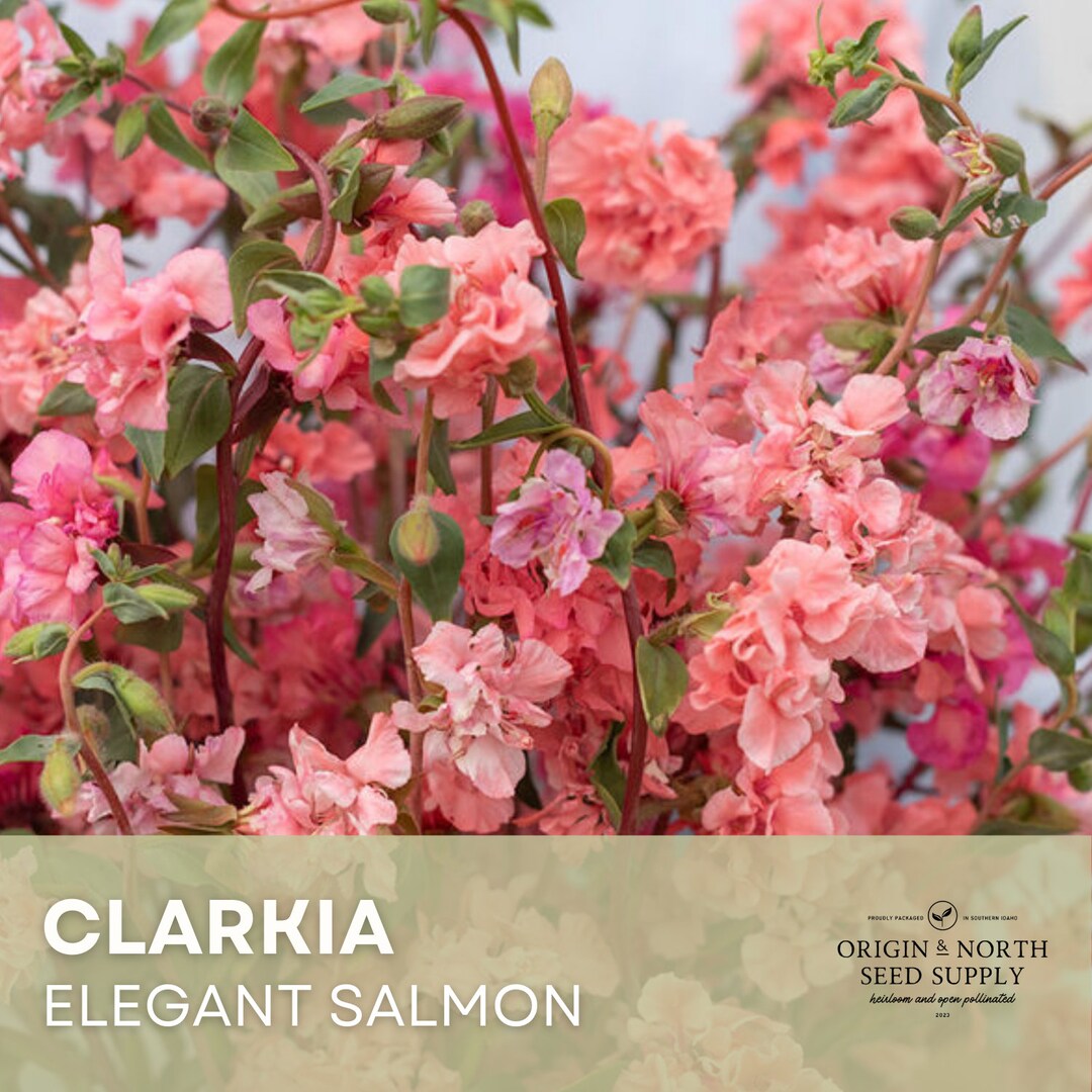 25 Elegant Salmon Clarkia Seeds, Heirloom Flower Seeds - Etsy