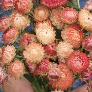 Strawflower Apricot Peach Mix X 25 Seeds - Etsy