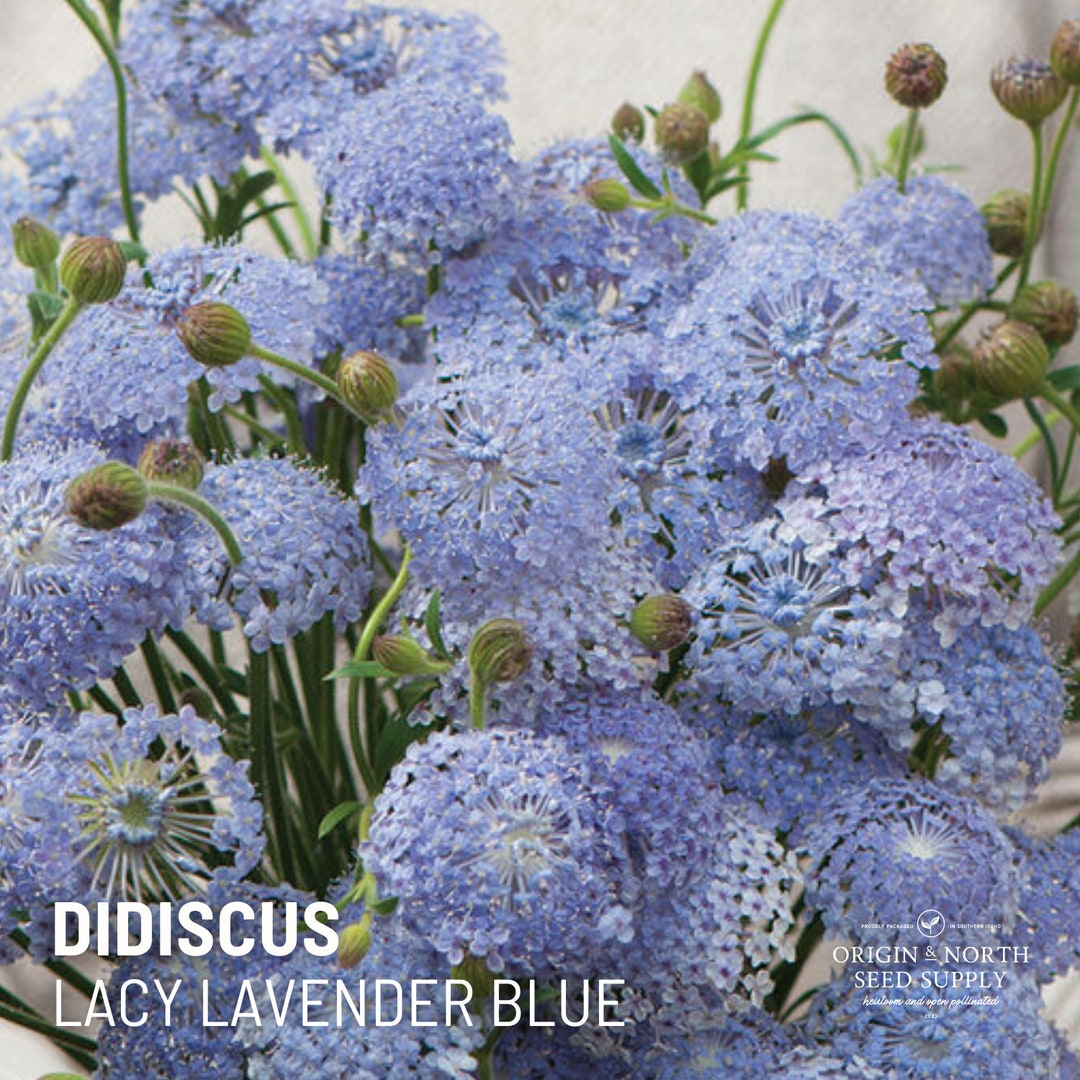 Lacy Lavender Blue Didiscus Seeds, Heirloom Flower Seeds - Etsy