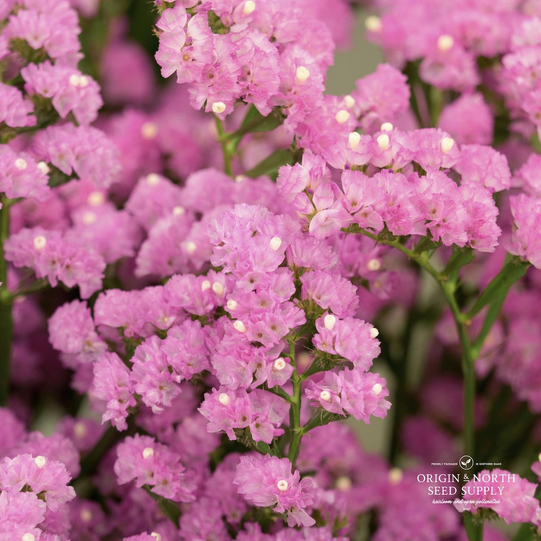 NEW! Statice Rose X 50 Seeds, Heirloom Flower Seeds - Etsy
