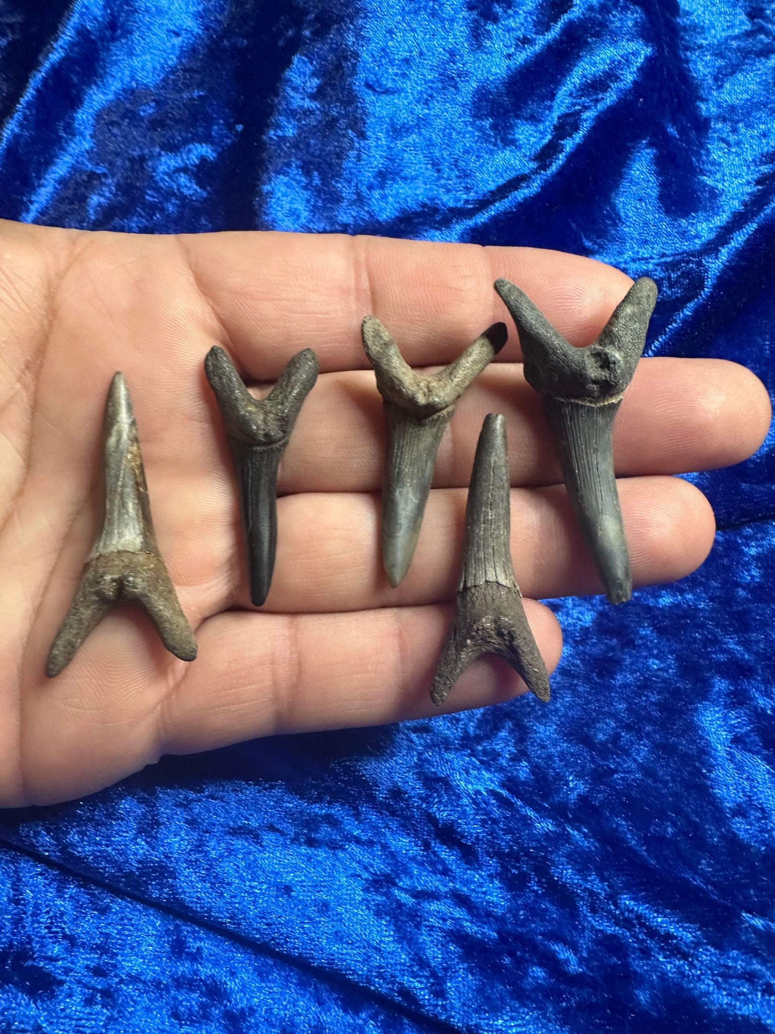 Scapanorhynchus Texanus