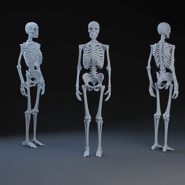 Skeleton 3d Stl - Etsy