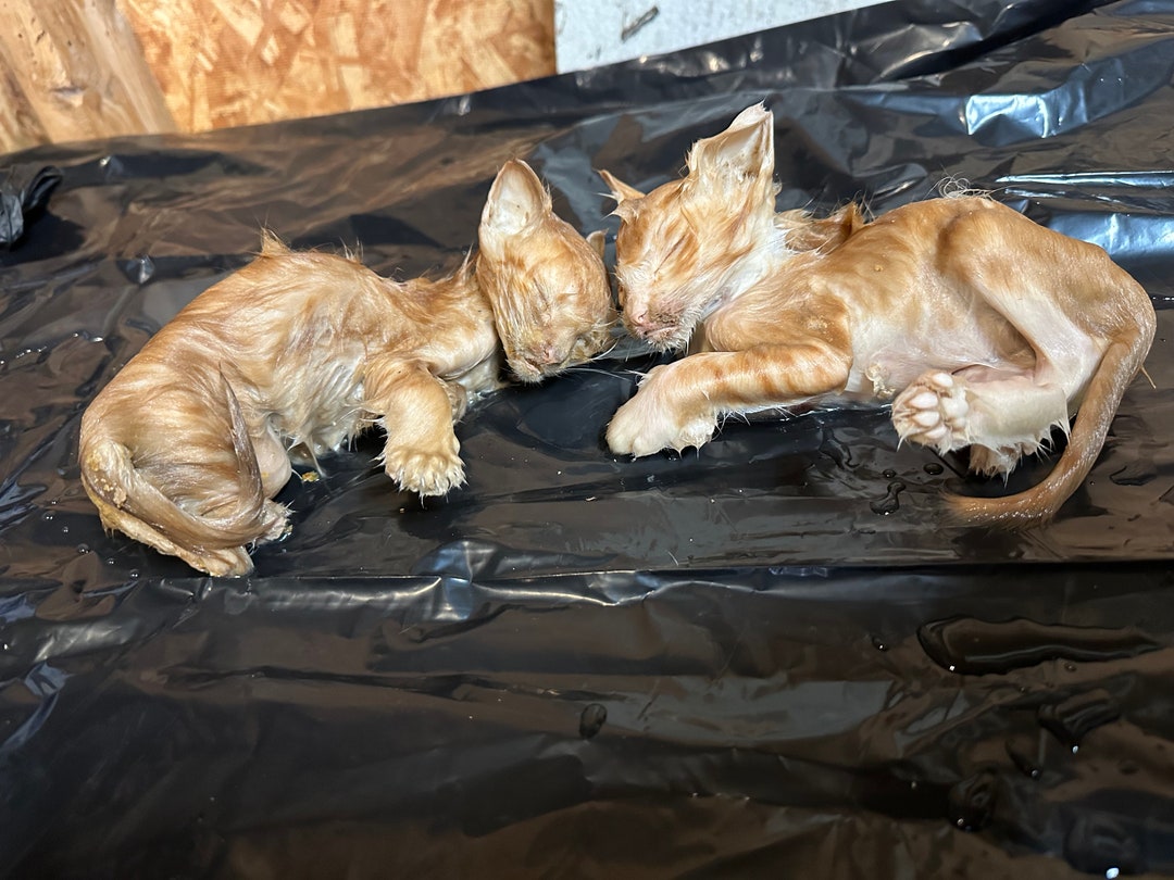 Kitten Baby Cat Wet Specimen Taxidermy - Etsy