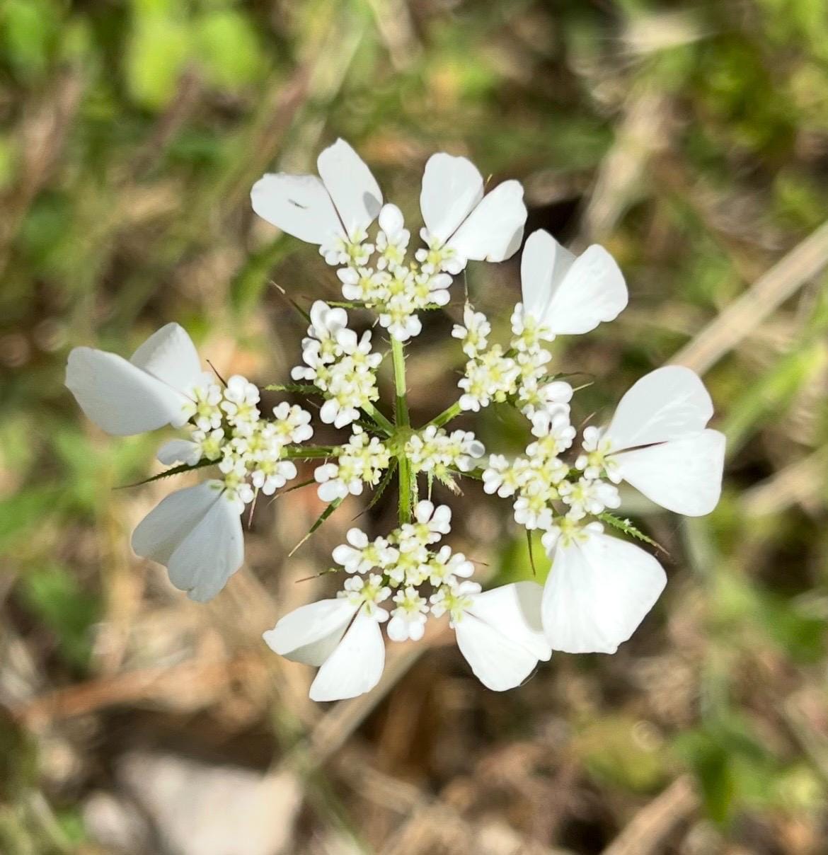 White Lace Flower (orlaya Grandiflora)– Sun-dried, Handpicked in ...