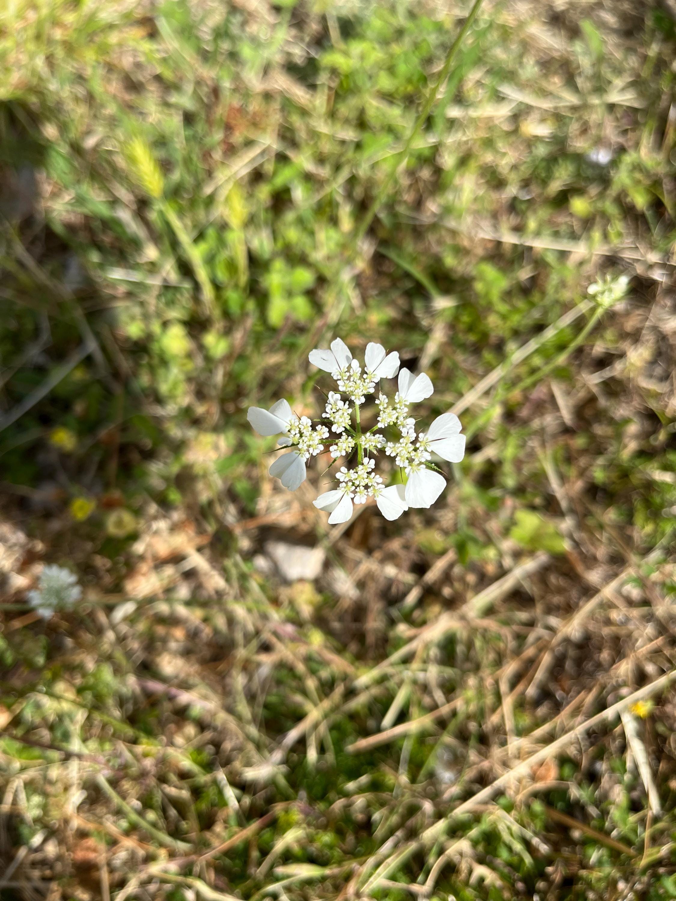 White Lace Flower (orlaya Grandiflora)– Sun-dried, Handpicked in ...