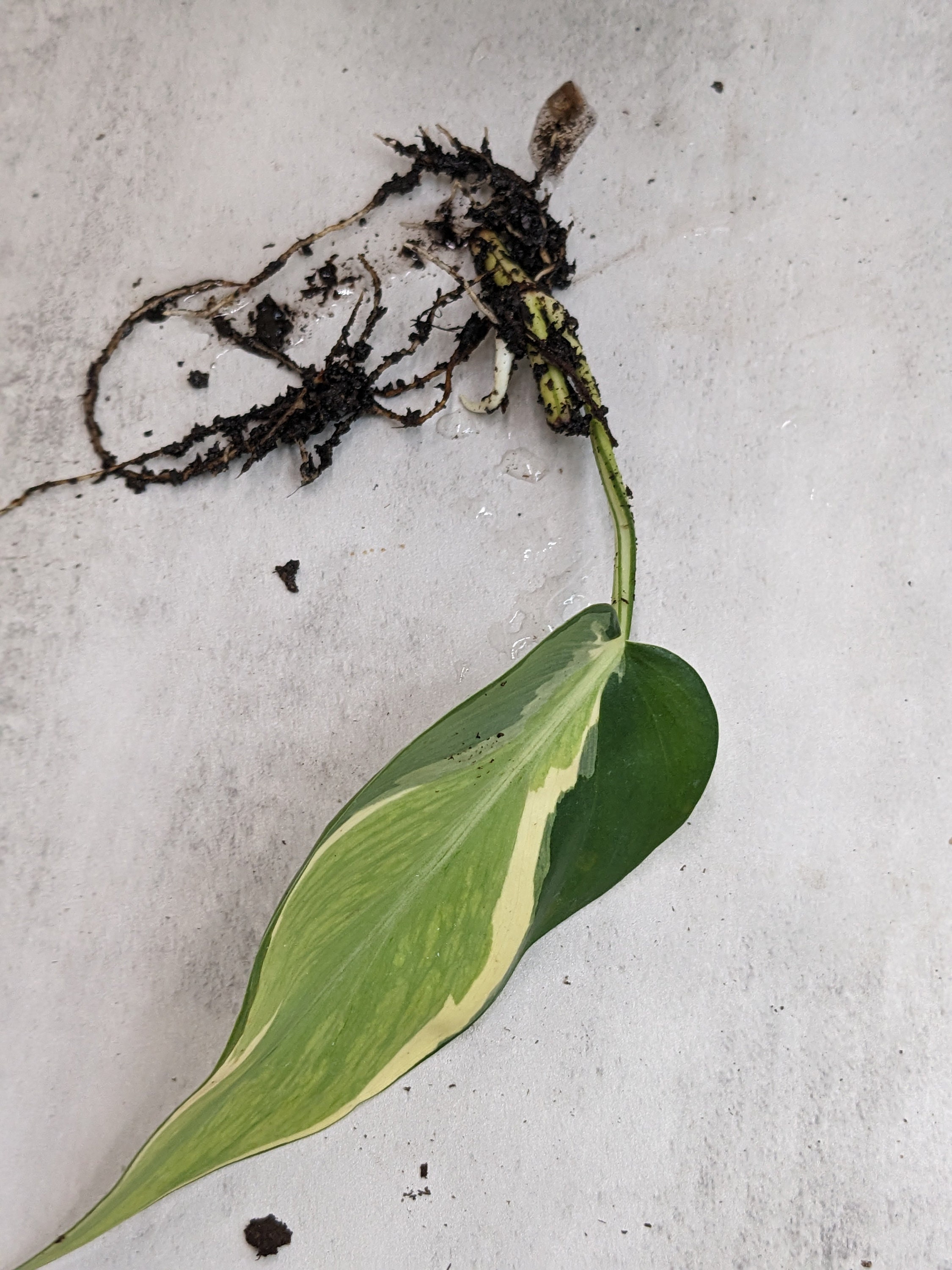 Rio Philodendron Rare Pothos Starter Plant Variegated Rio CUTTING No ...