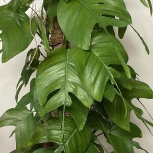 RARE POTHOS Skeleton Key Plant Live Plant Pothos Plant CUTTING Indoor ...