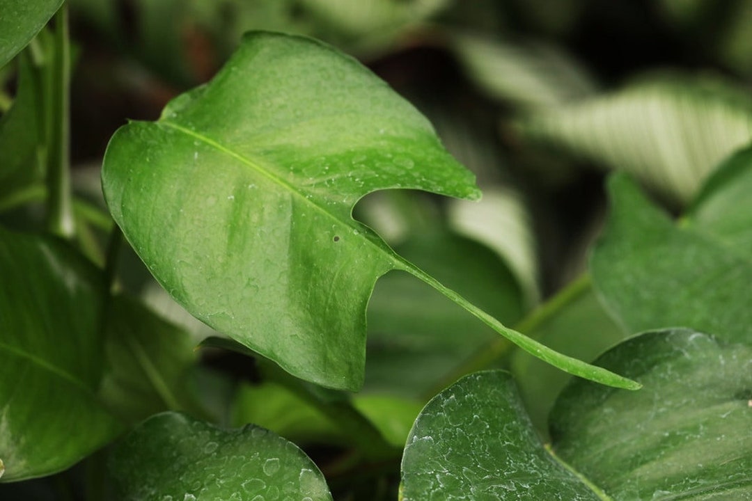 RARE POTHOS Skeleton Key Plant Live Plant Pothos Plant CUTTING Indoor ...