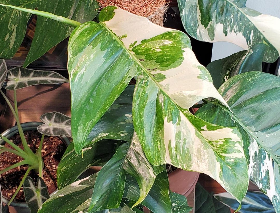 Albo Pothos Amazing Color Node Cutting for Propagation or Starter Plant ...