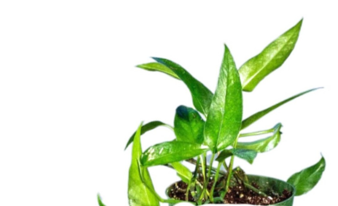 Skeleton Key Pothos Plant Living Rooted Plant Growing Easy Care ...