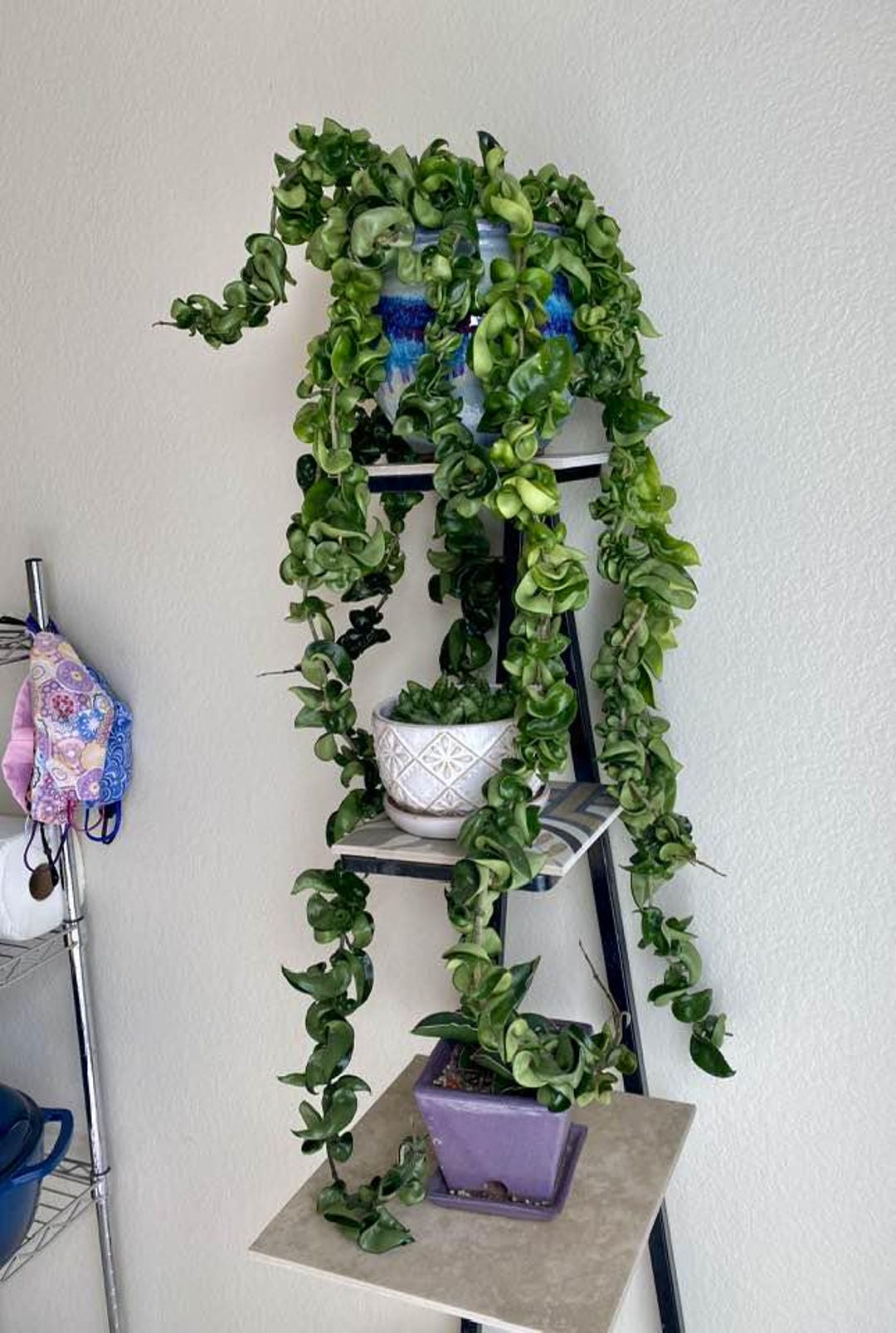 Hoya Rope Super Popular & Loved Succulent Like Houseplant Great 1st ...