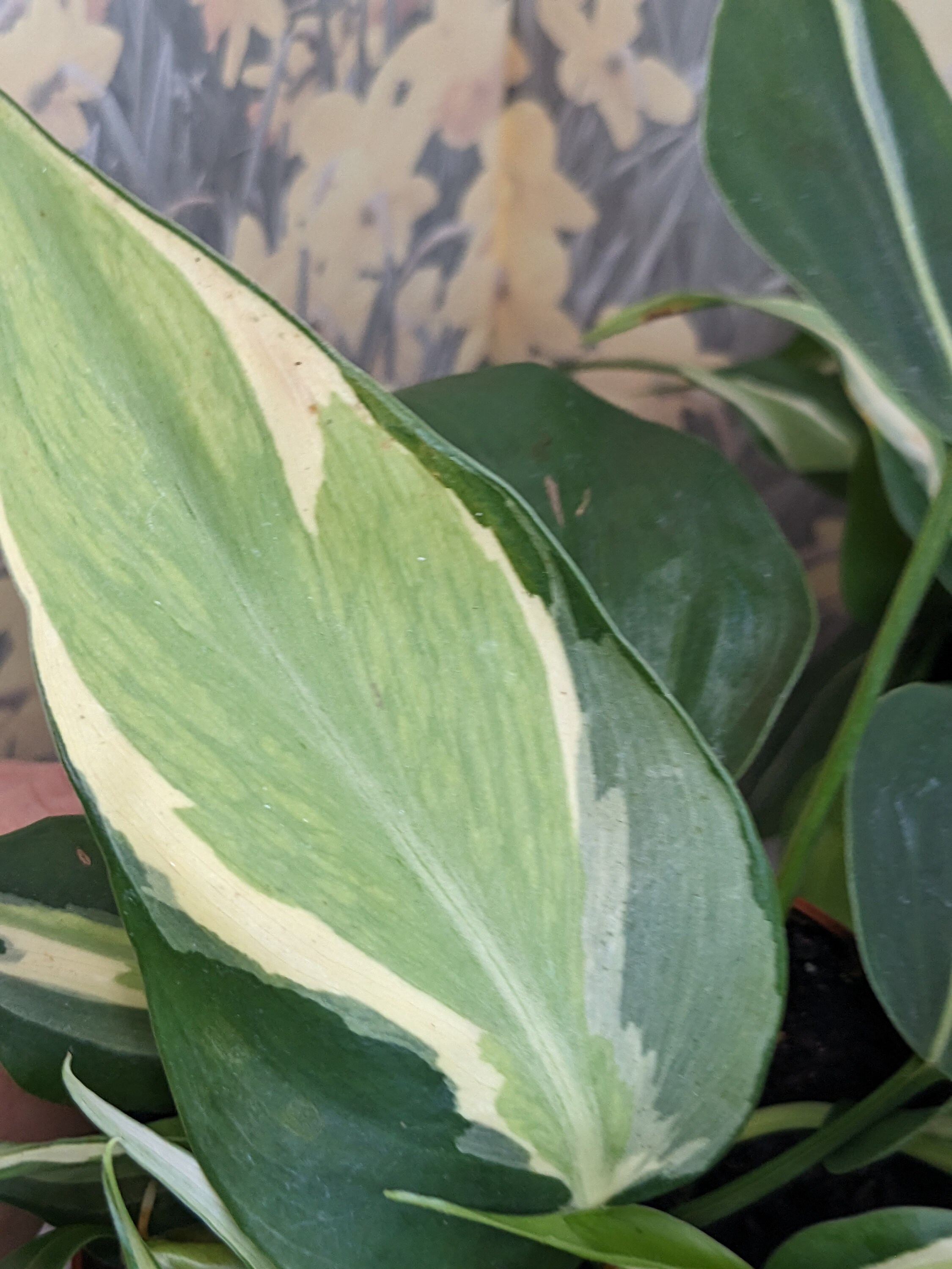 Rio Philodendron Rare Pothos Starter Plant Variegated Rio CUTTING No ...