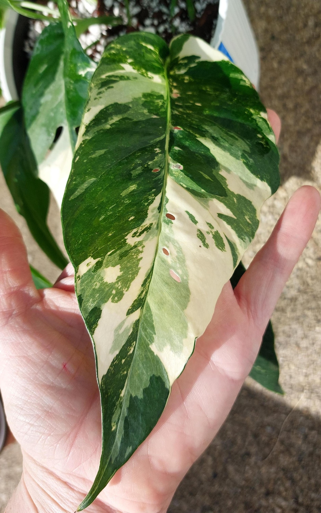 2 Rare Pothos Albo Pothos & RIO Pothos Starter Plants or Cuttings of ...