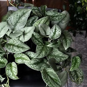 Scindapsus Mount Salak Rare Uncommon Variant Slow Grower Tropical ...