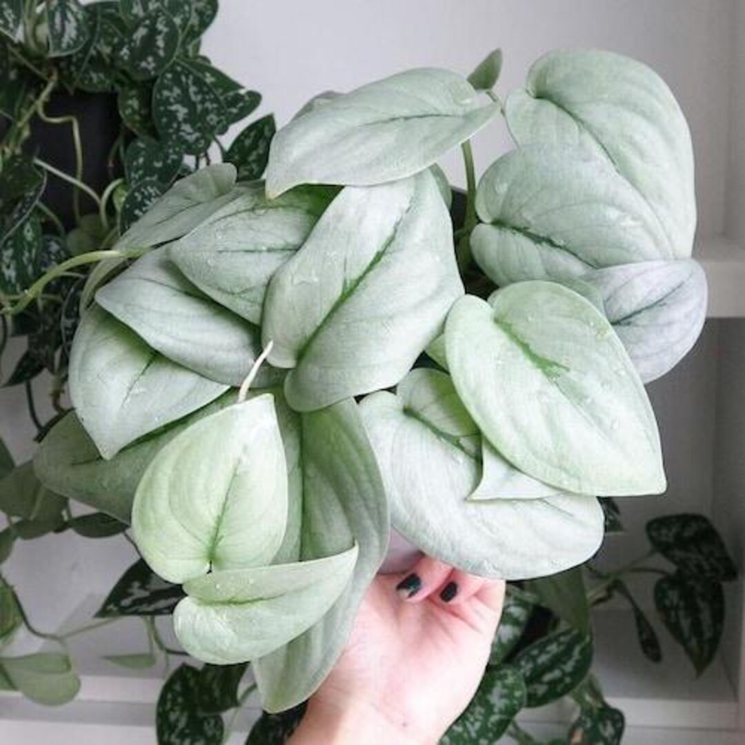 Platinum Java Scindapsus Striking and Rare Variety Low-maintenance ...