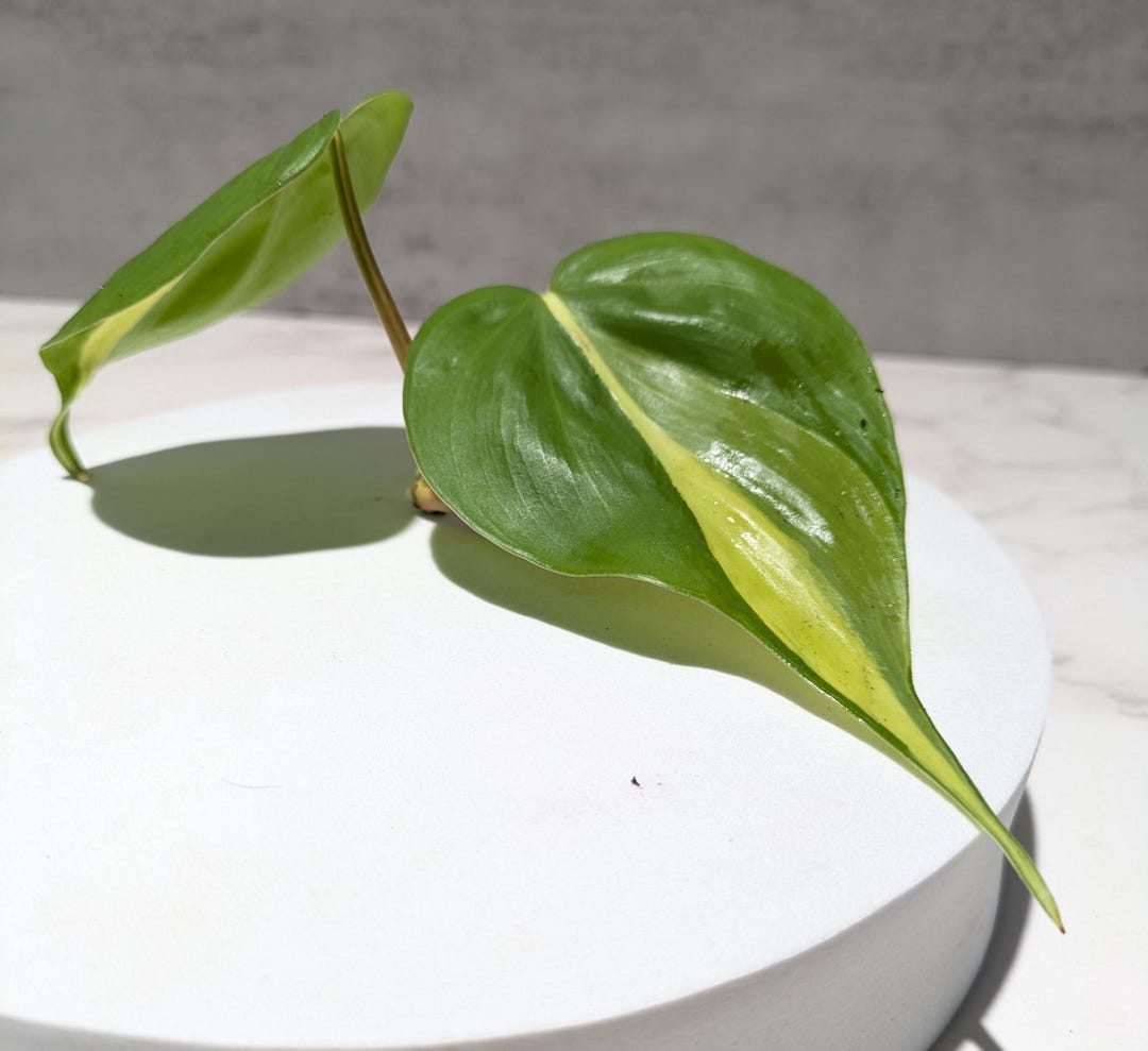 Brazil Philodendron Plant Cuttings, or Starter Plant Brasil Live ...