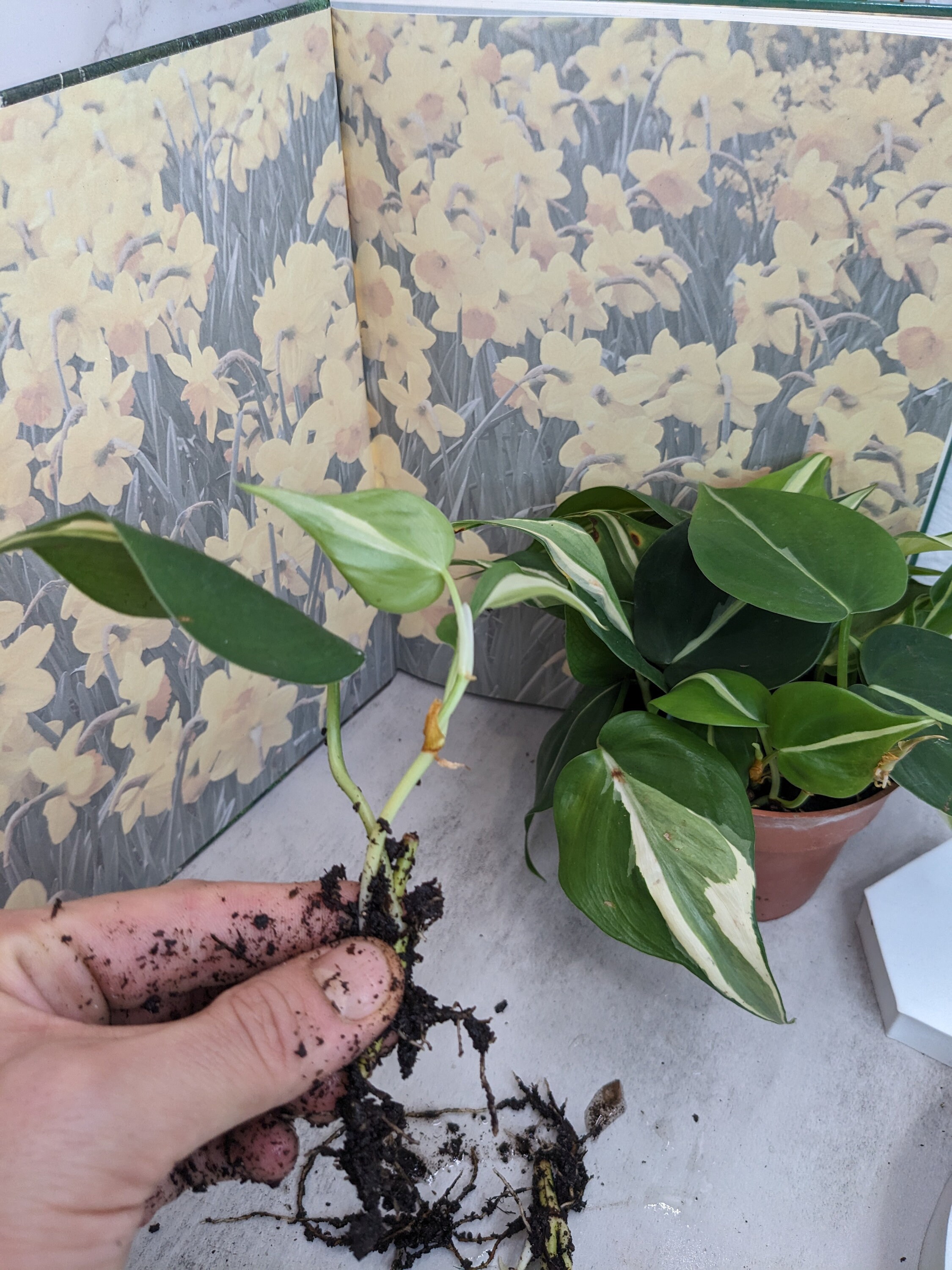 Rio Philodendron Rare Pothos Starter Plant Variegated Rio CUTTING No ...