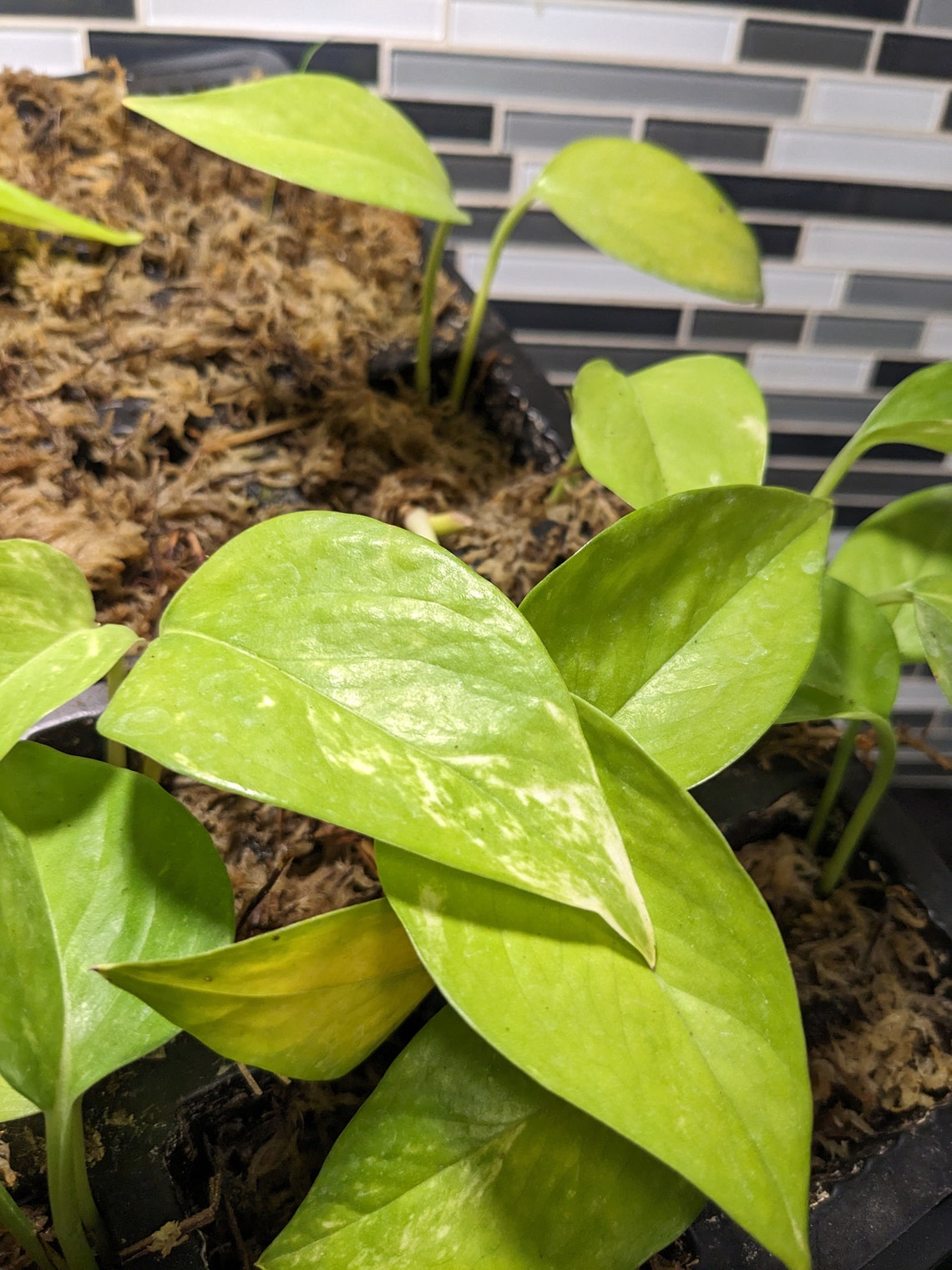 Variegated Neon Pothos Live Plant RARE High Variegated Pothos - Etsy