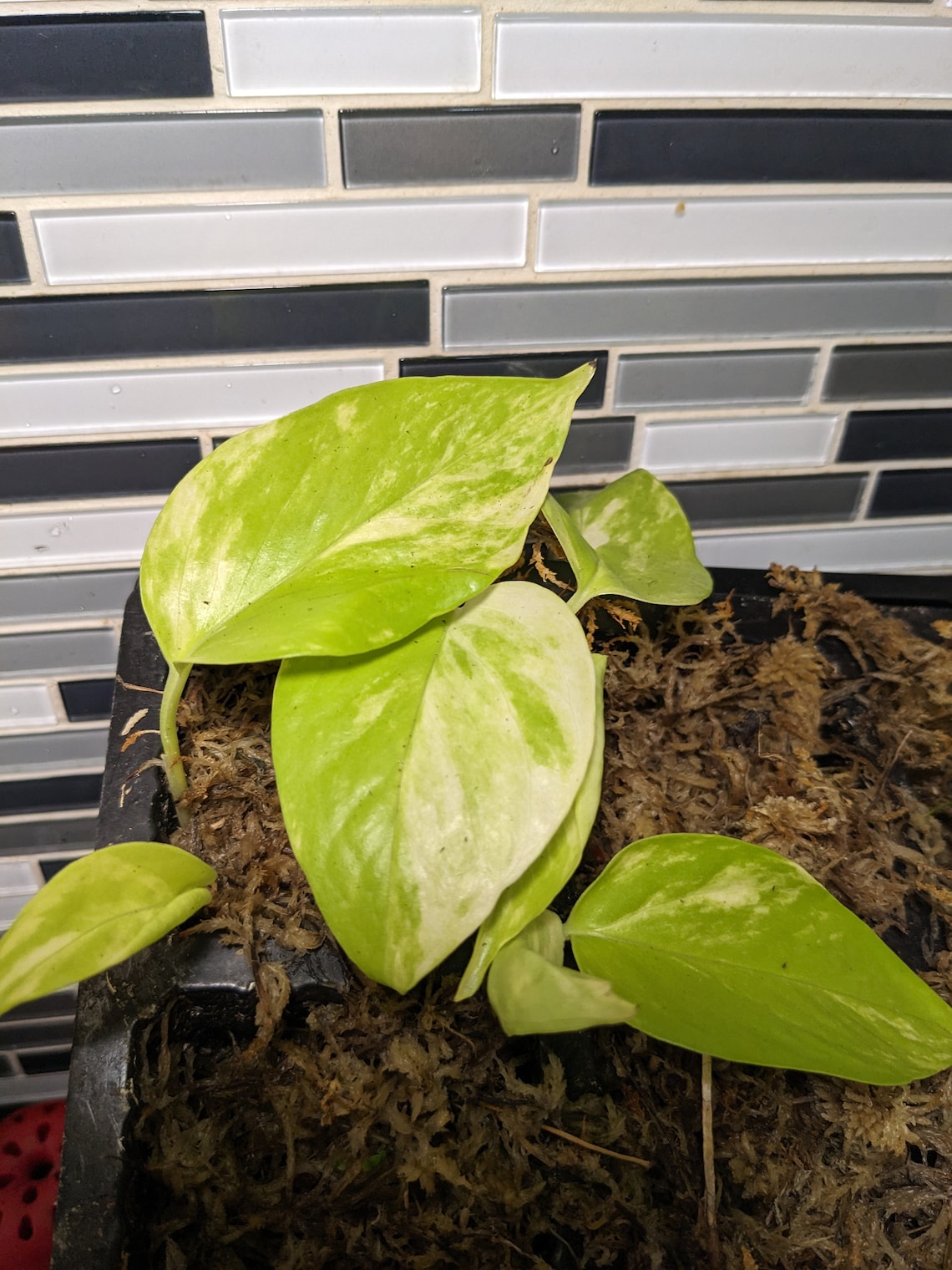 Variegated Neon Pothos Live Plant RARE High Variegated Pothos - Etsy