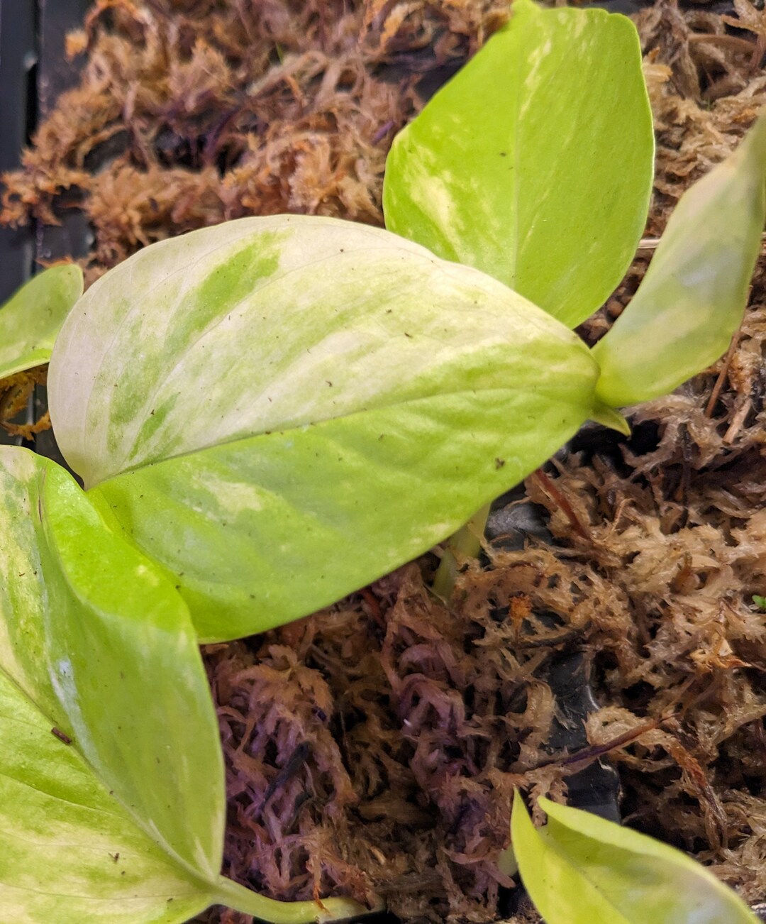 Variegated Neon Pothos Live Plant RARE High Variegated Pothos - Etsy