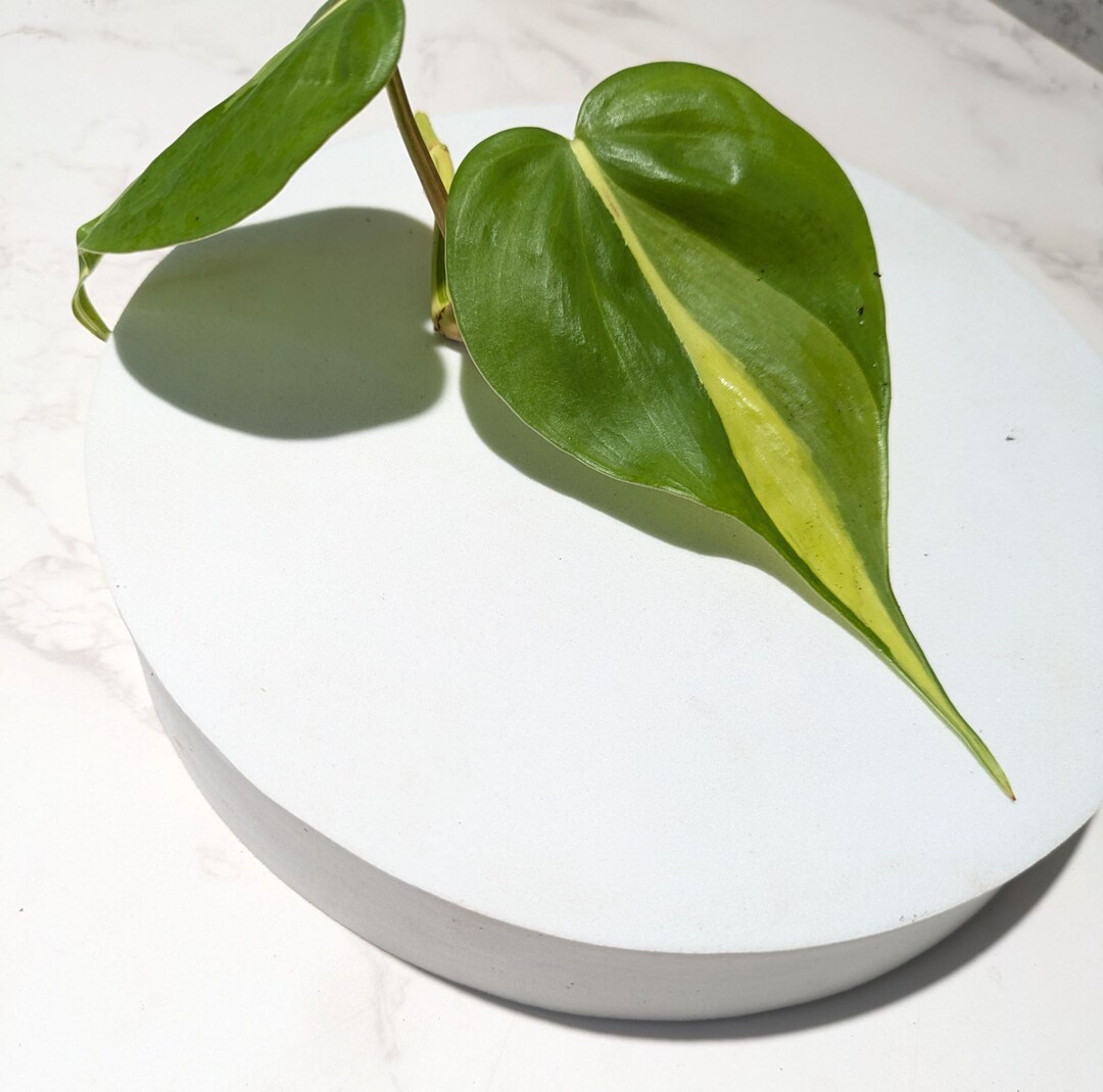 Brazil Philodendron Plant Cuttings, or Starter Plant Brasil Live ...