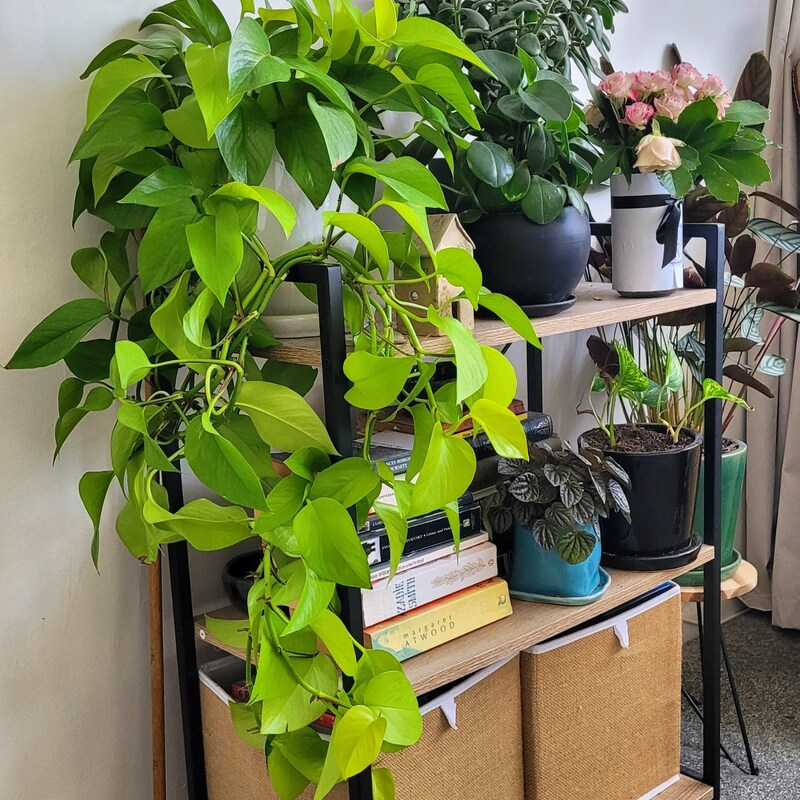 Neon Pothos - Etsy