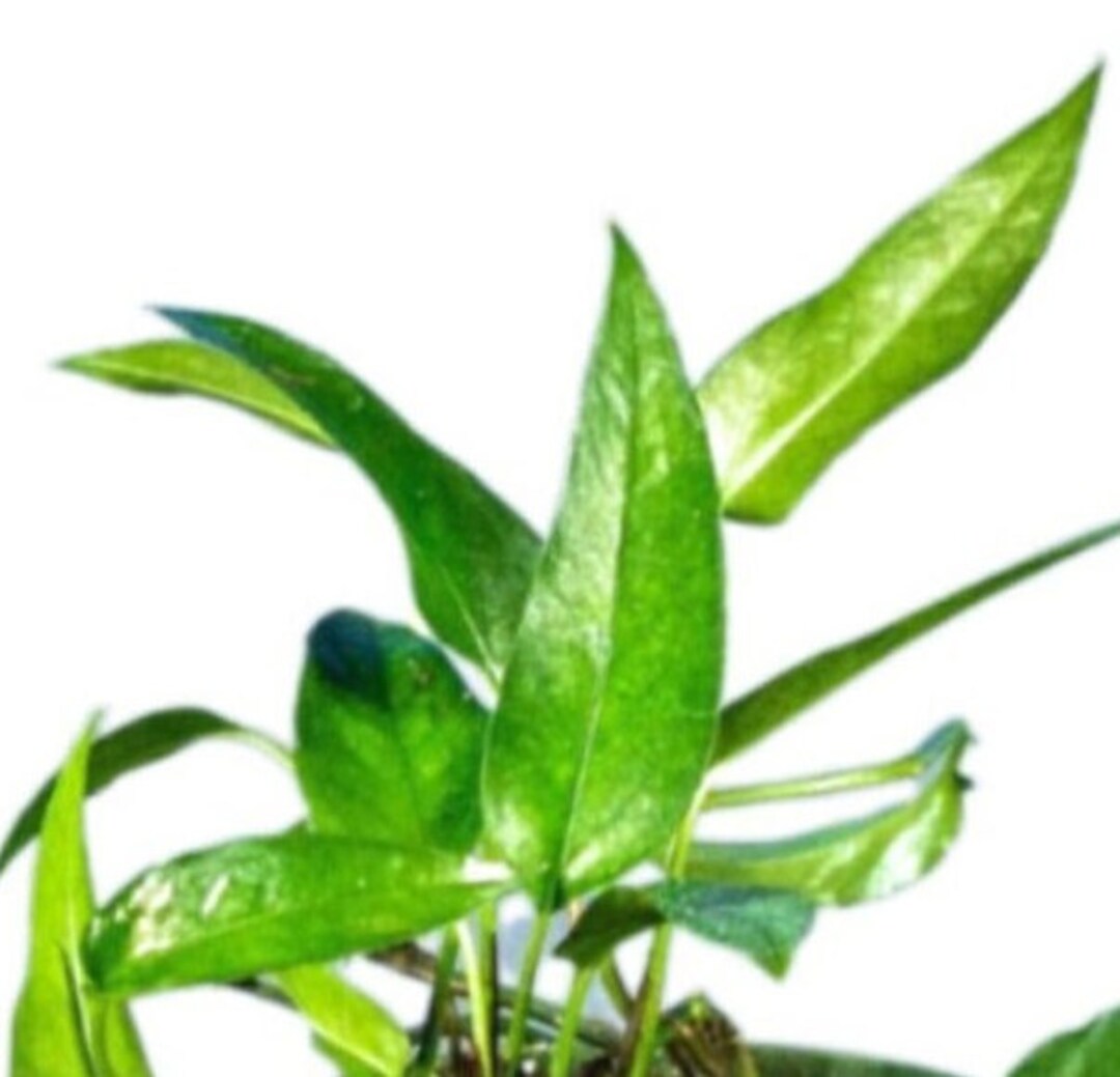 Skeleton Key Pothos Starter Plant Live Rooted Plant RARE Growing Pothos ...