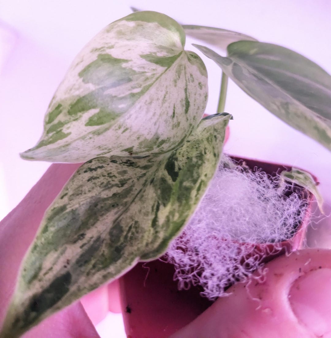 Sweetheart Variegated Vine Philodendron Hederaceum Variegata 1 Leaf ...