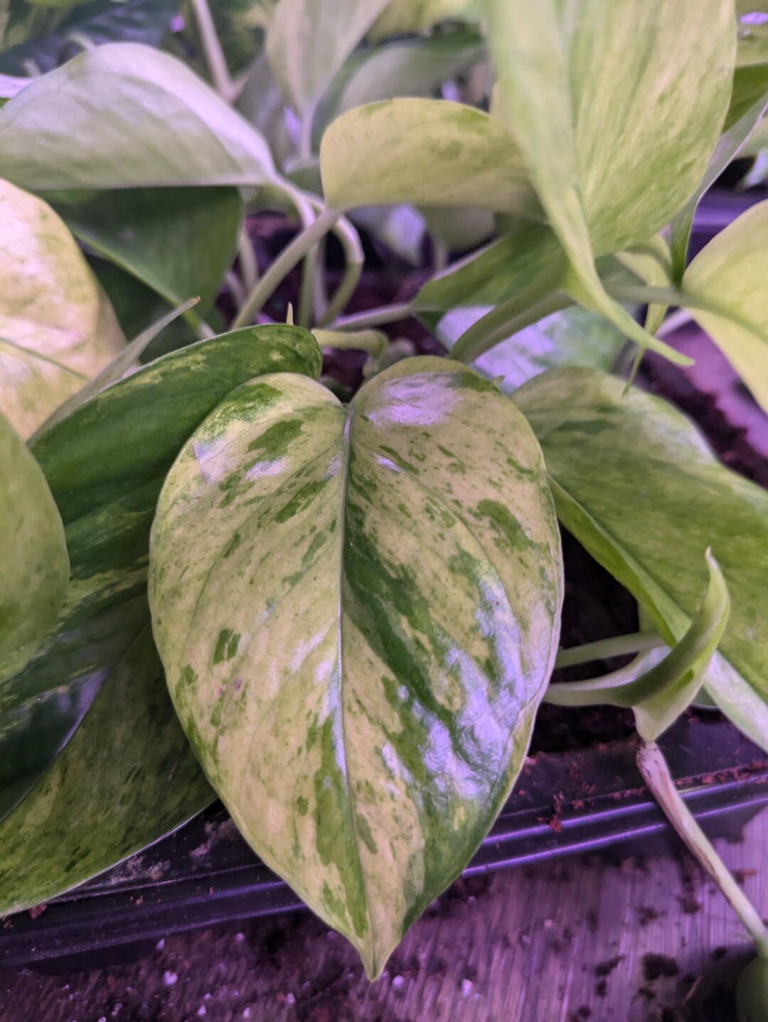 Jessenia Pothos Rare Variegation Wow Color Indoor House Plant Uncommon ...