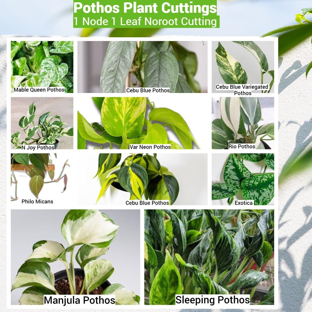 Pothos Cuttings, Rare & Popular Pothos Plants, Propagation Leaf Node ...