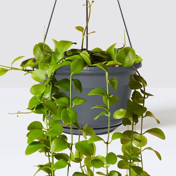 String of Nickels - Etsy