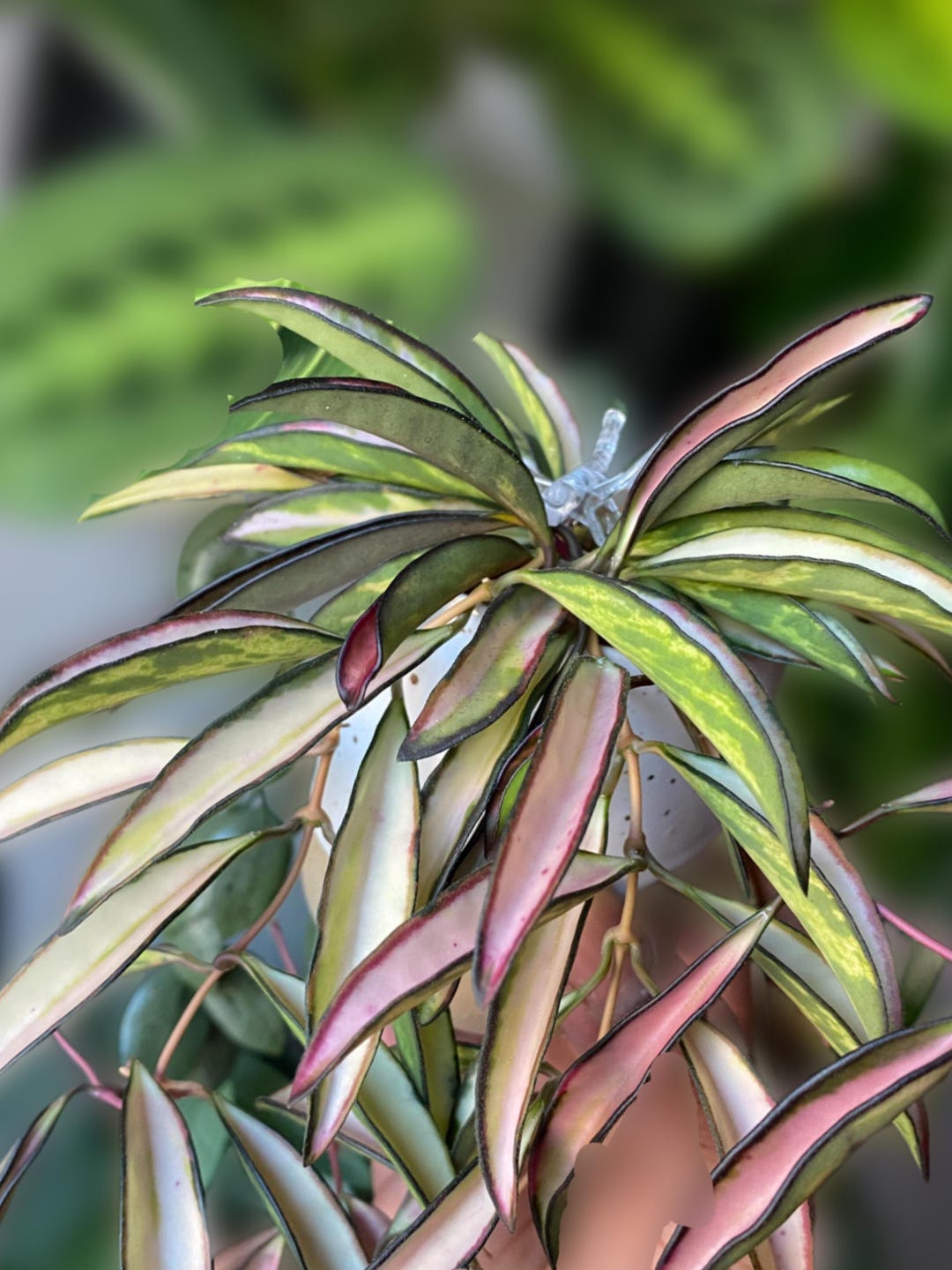 Var Wayetti Hoya Kentiana Variegated House Plant Node Cutting or Rooted ...