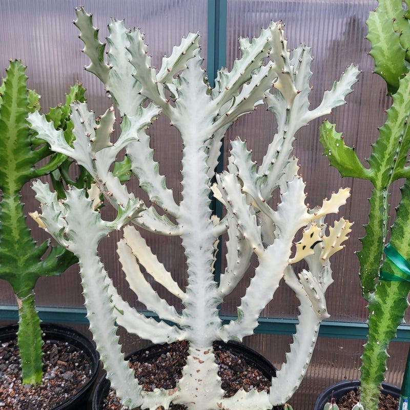Dragon Tree - Etsy