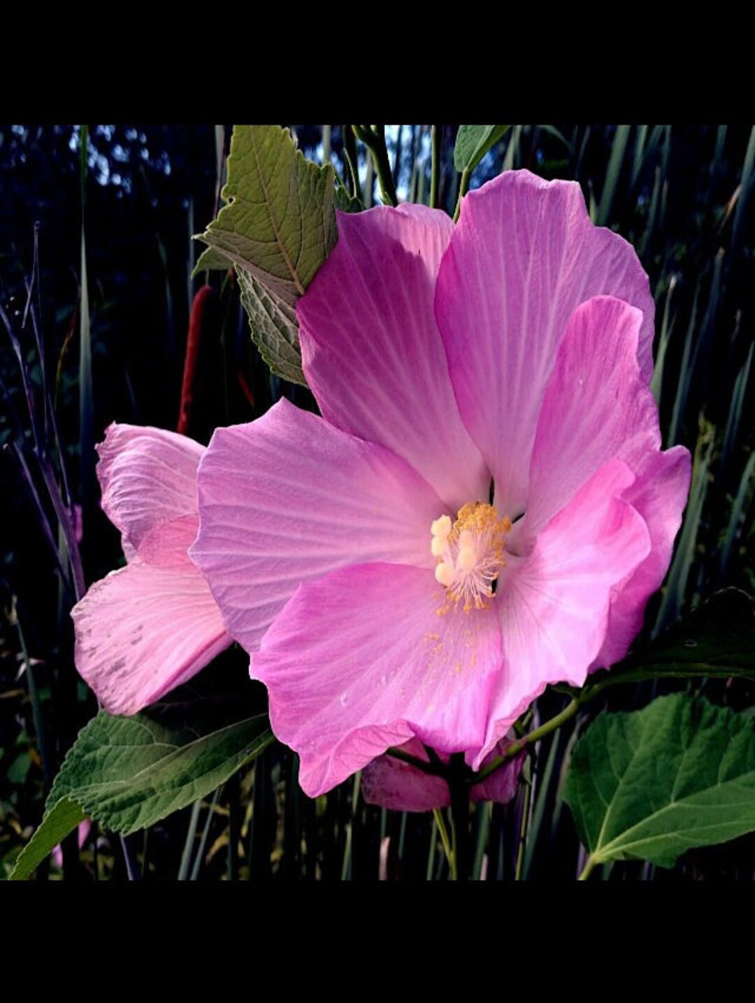20 Pink Swamp Mallow Rose Seeds large Flower Hardy - Etsy