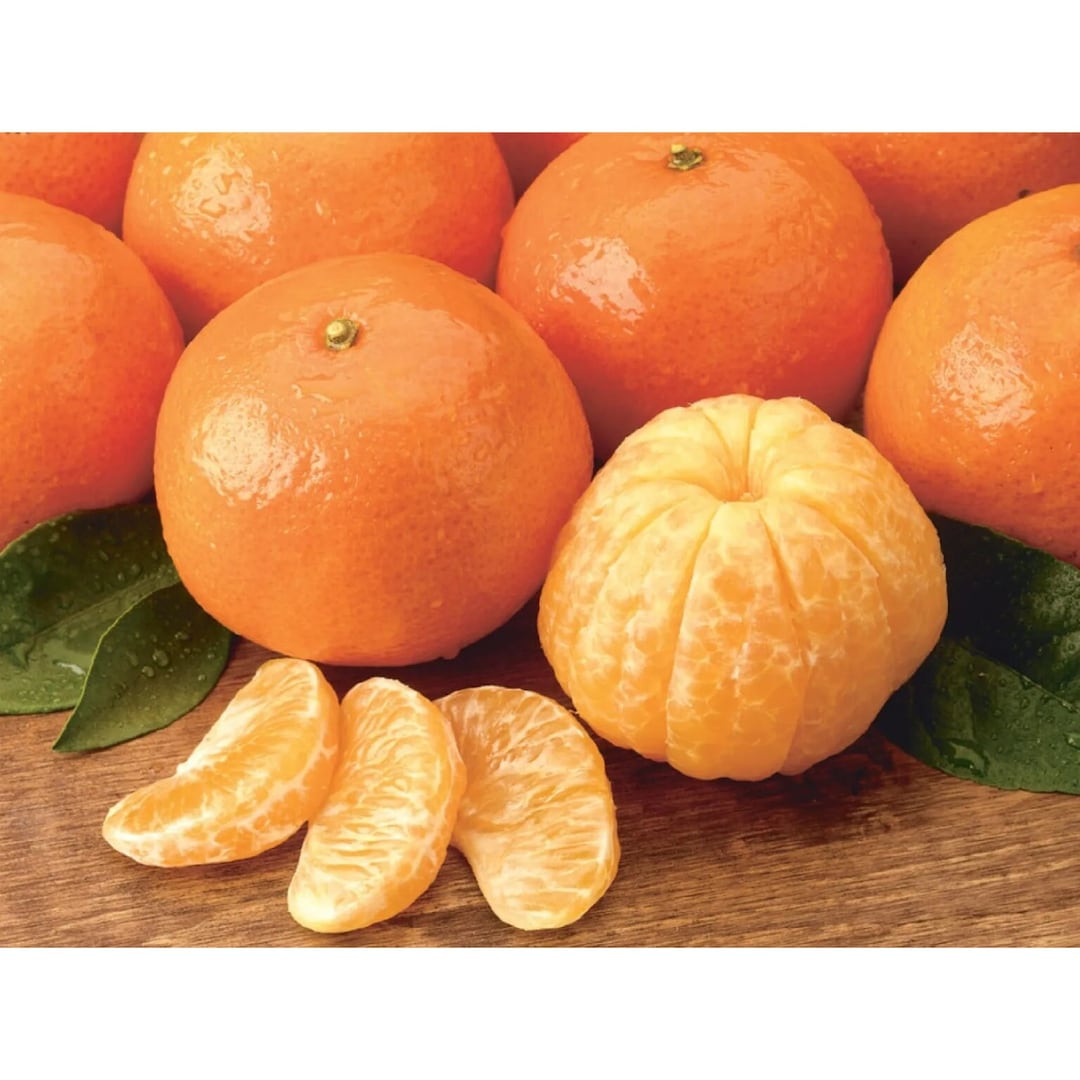 Dwarf Mandarin Orange Tree citrus Reticulata 5 Seeds. K - Etsy