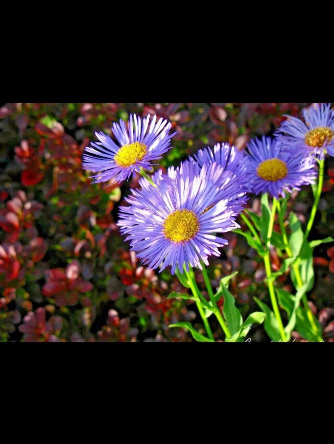 1000 BLUE FLEABANE DAISY dainty Aspen Fleabane Erigeron - Etsy