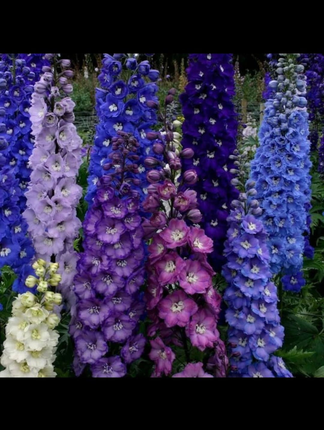1000 Seeds Delphinium Seed Giant Imperial Mix Striking - Etsy