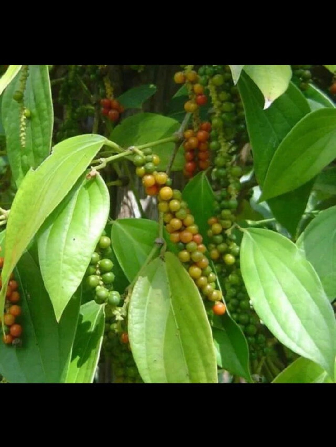 20 Seeds Piper Nigrum Black Pepper Corn - Etsy