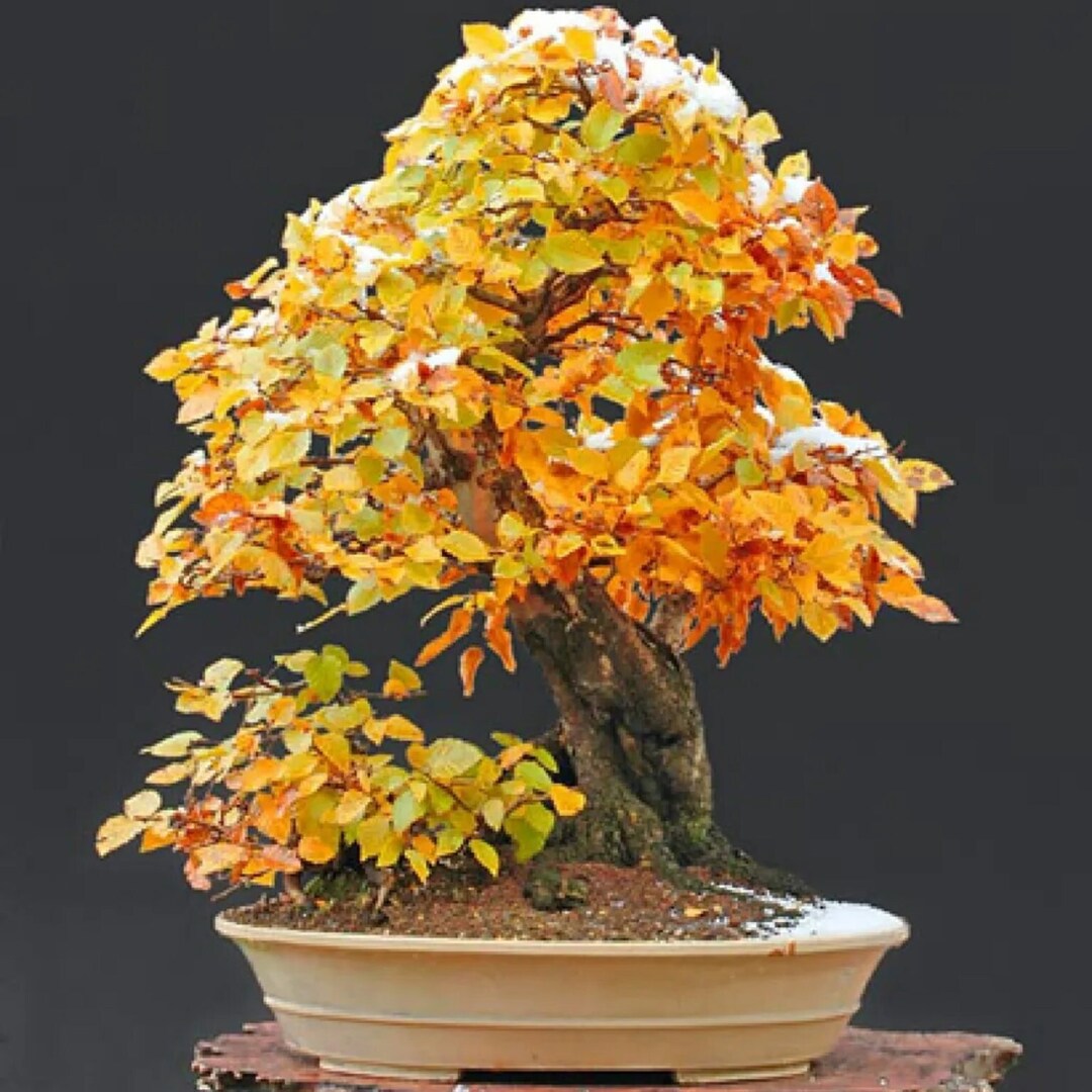 Yellow Oak quercus Nigra Fastest Growing Oak 10 - Etsy