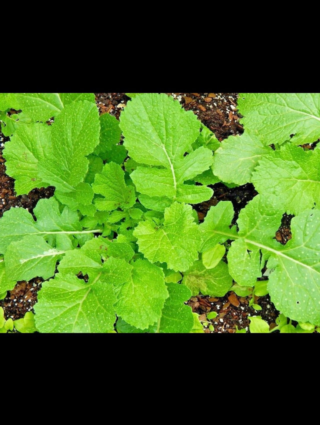 1000SEVEN TOP TURNIP Seeds Organic Native Vegetable Garden - Etsy