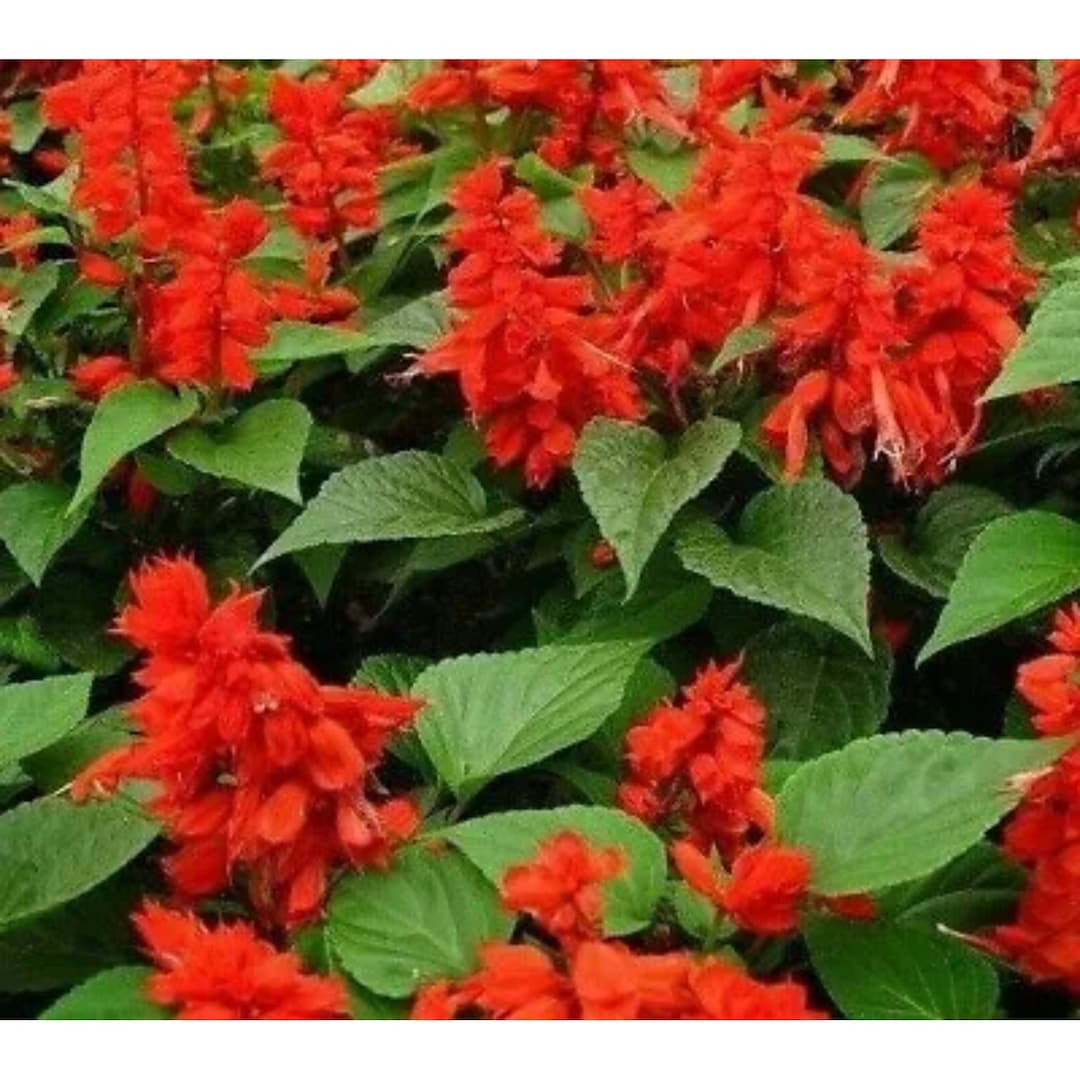 Scarlet Sage Flower Seeds 200 Salvia Coccinea Garden - Etsy