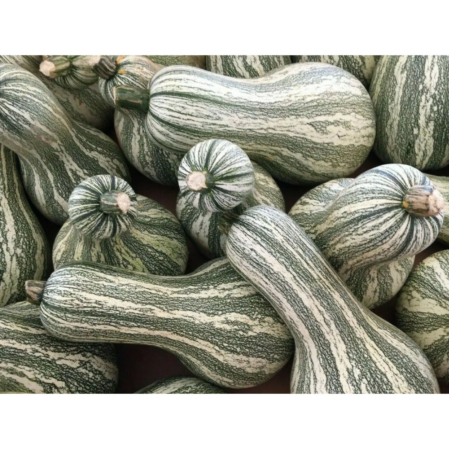 Green Striped Squash