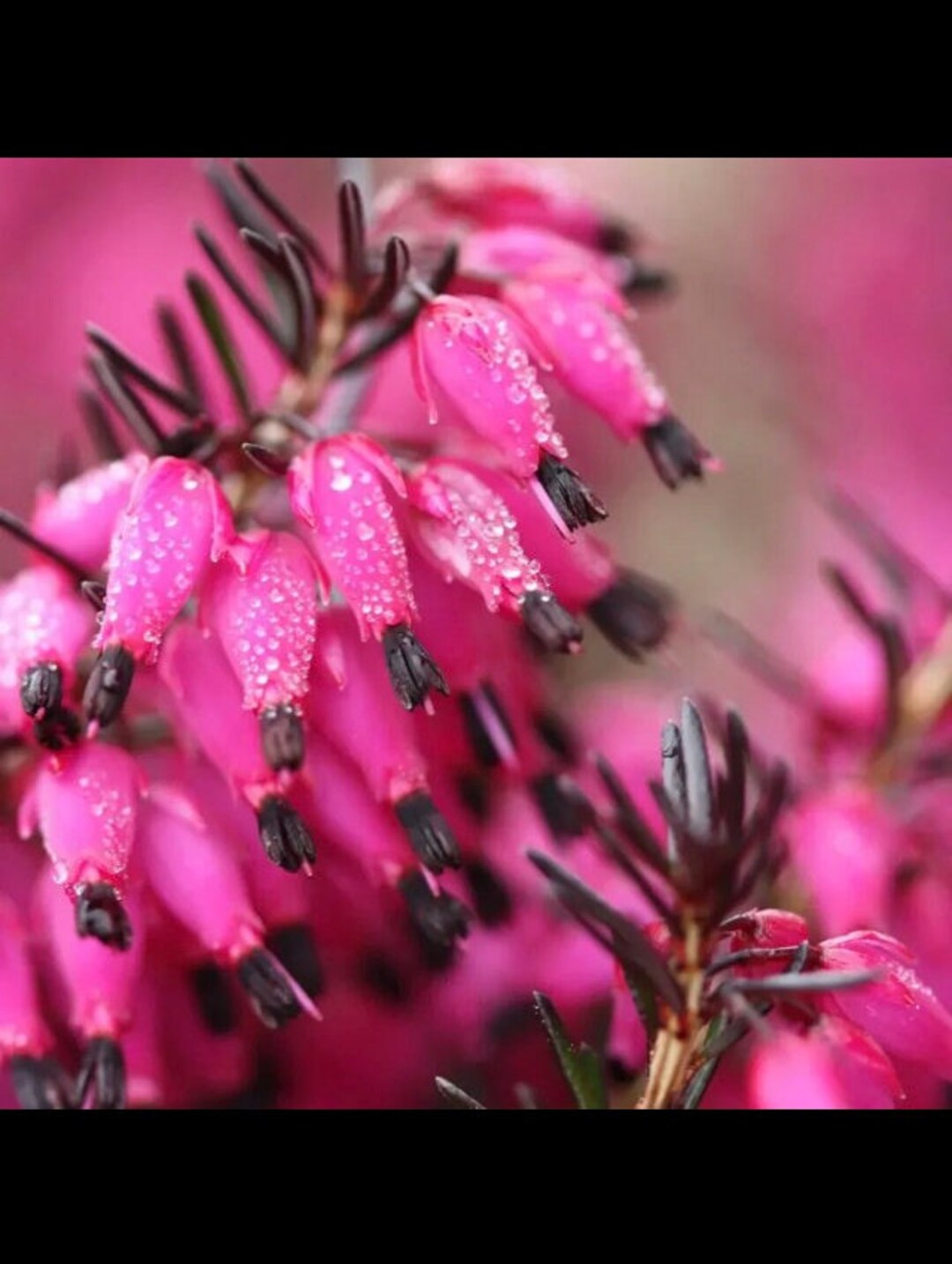 25 Bright Pink Purple Bleeding Heart Seeds Flowers Seed Flower - Etsy