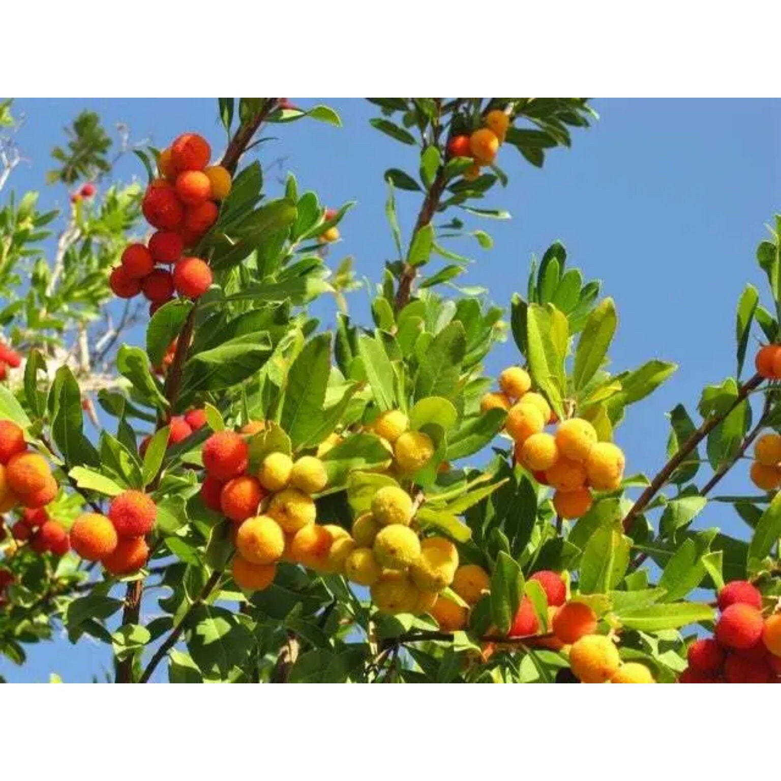 50 Strawberry Tree Seeds Arbutus Unedo Non-gmo Seeds - Etsy