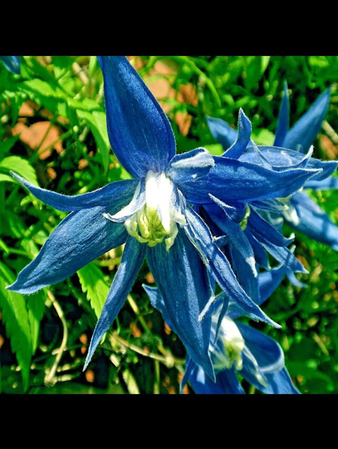 20 Blue Downy Clematis Macropetala Hybrid Flower Seeds Climber - Etsy
