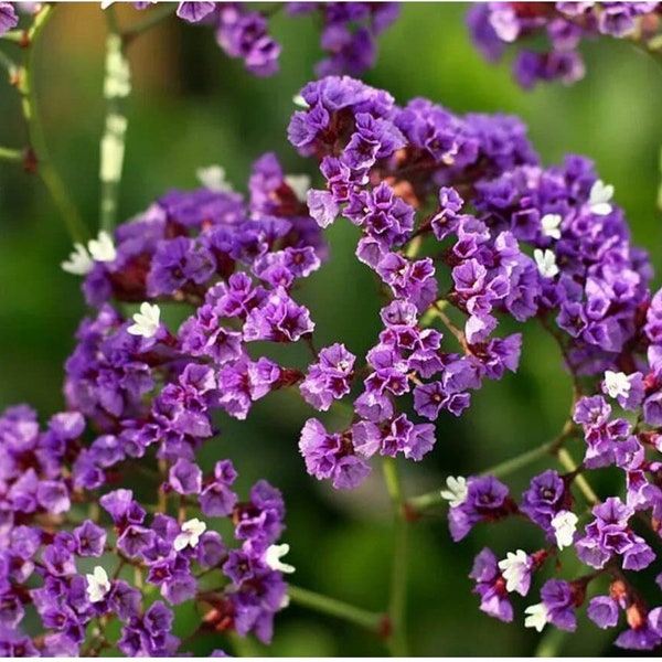 Statice Seeds - Etsy