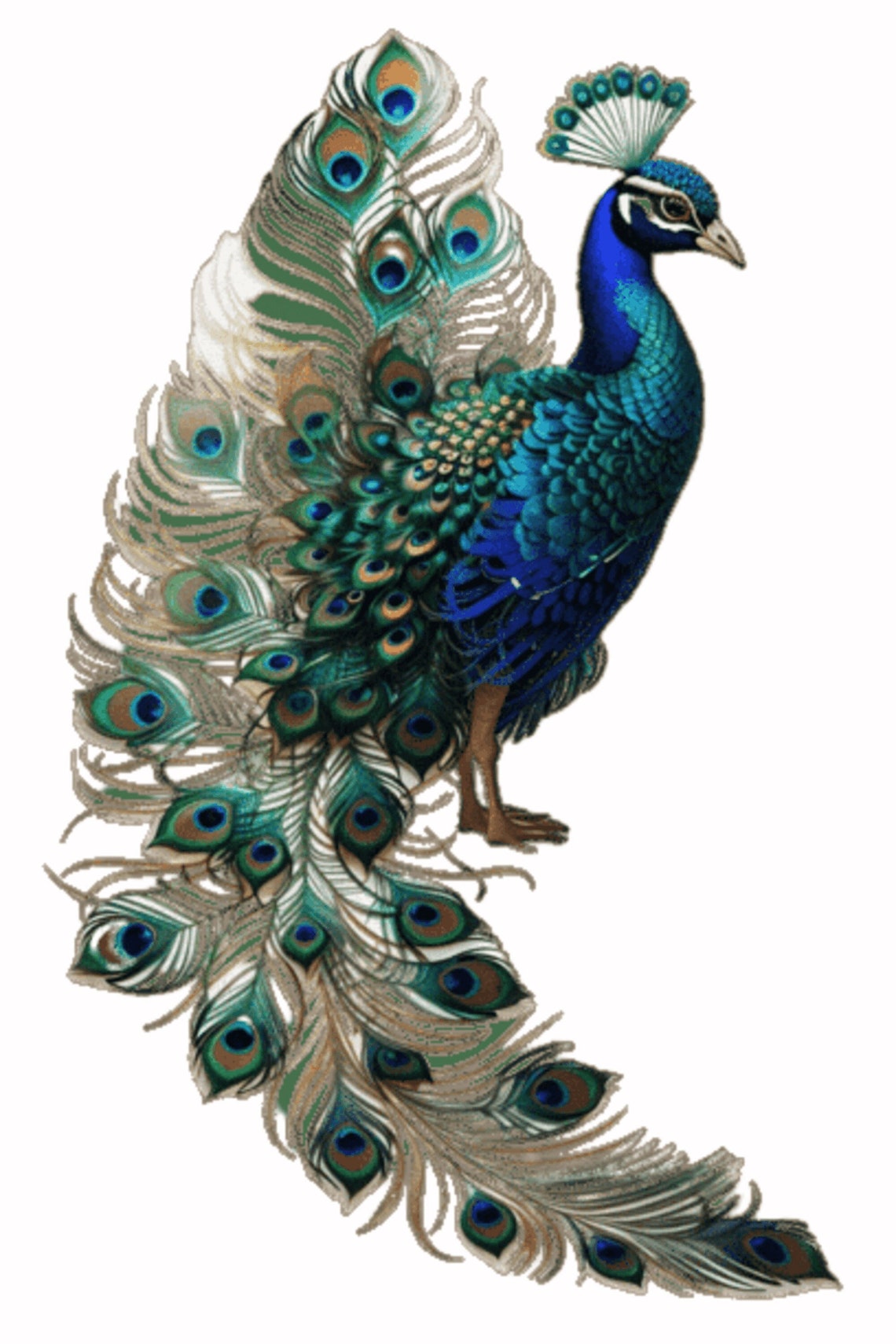 Peacock Feather Digital Clipart Set Instant Download - Etsy