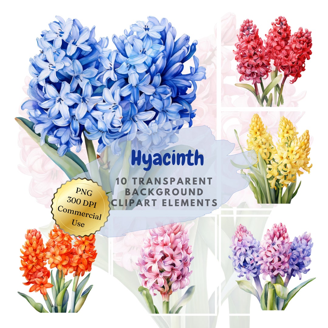 Watercolor Hyacinth Clipart⎥goodnotes Sticker Flowers⎥colorful ...
