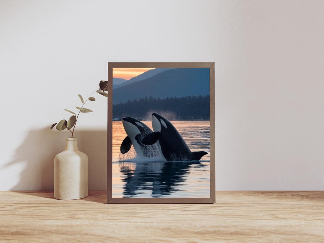 Orca Whales Breaching at Sunset British Columbia - Sunset Orcas ...