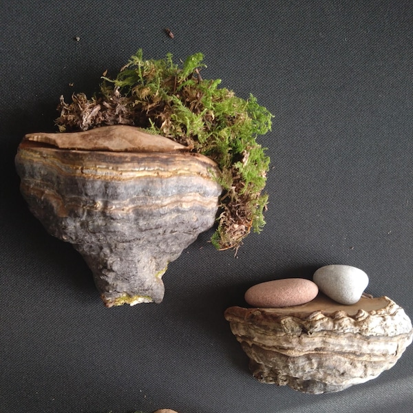 Shelf Mushroom Shelves Etsy